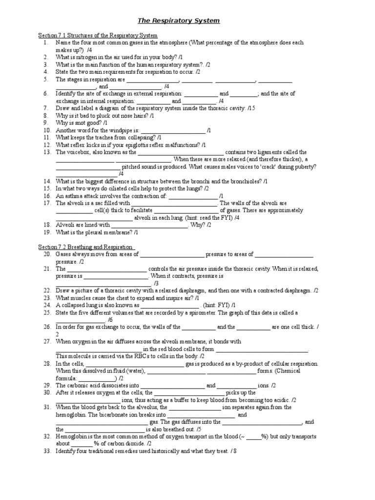 Respiratory System Worksheet Guide | PDF | Respiratory Tract ...