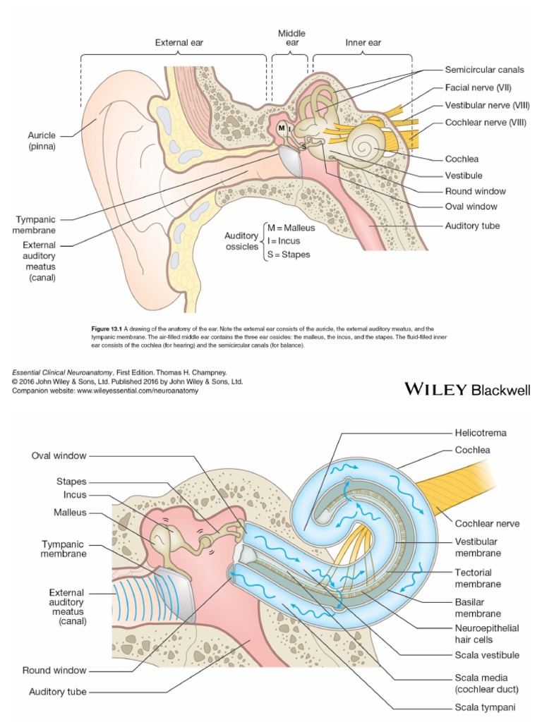 Ear Anatomy and Physiology