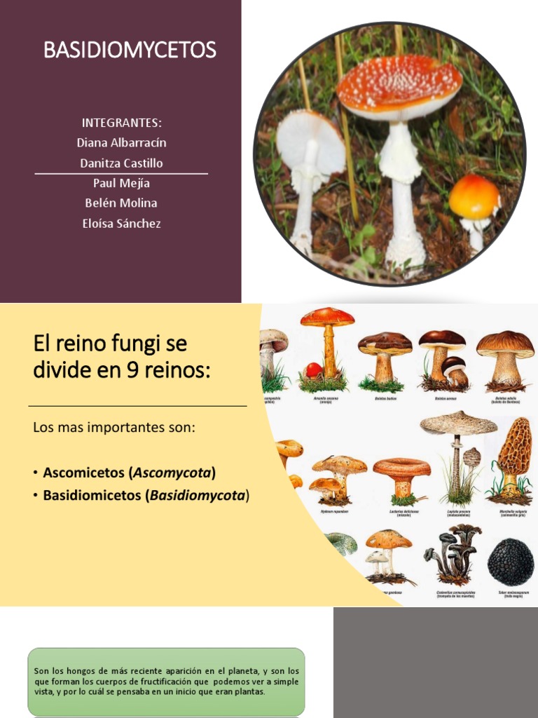 Basidiomicetos: Hongos y Usos | PDF | Hongo | Organismos