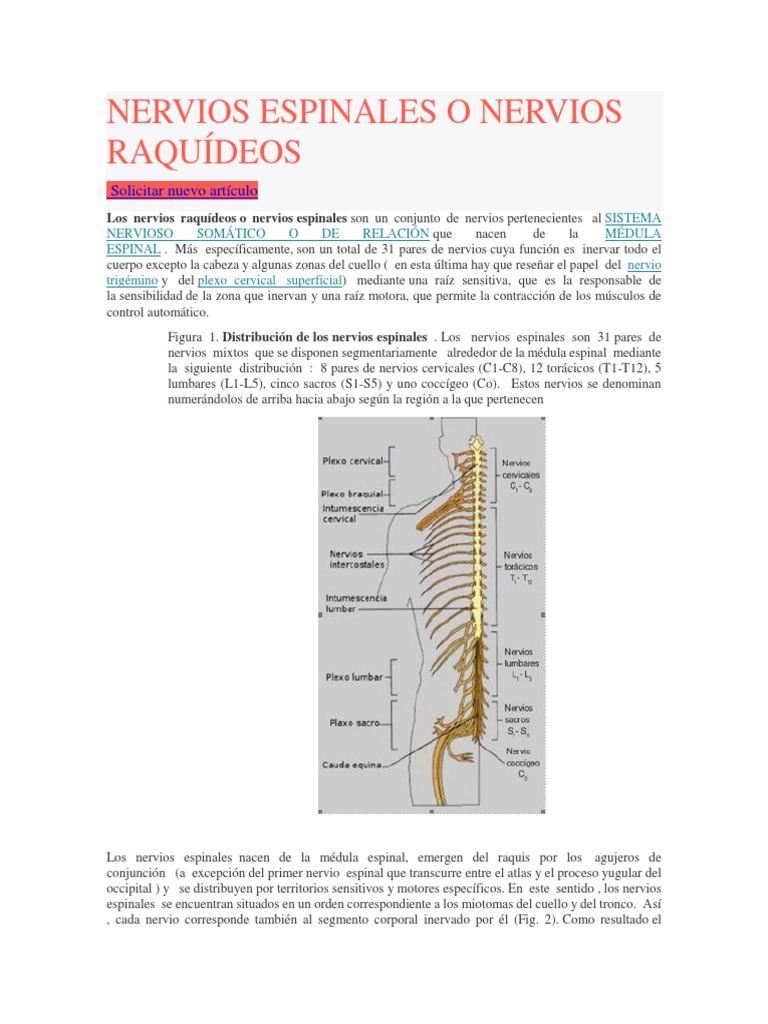Nervios Espinales o Nervios Raquídeos | Médula espinal | Neuroanatomía