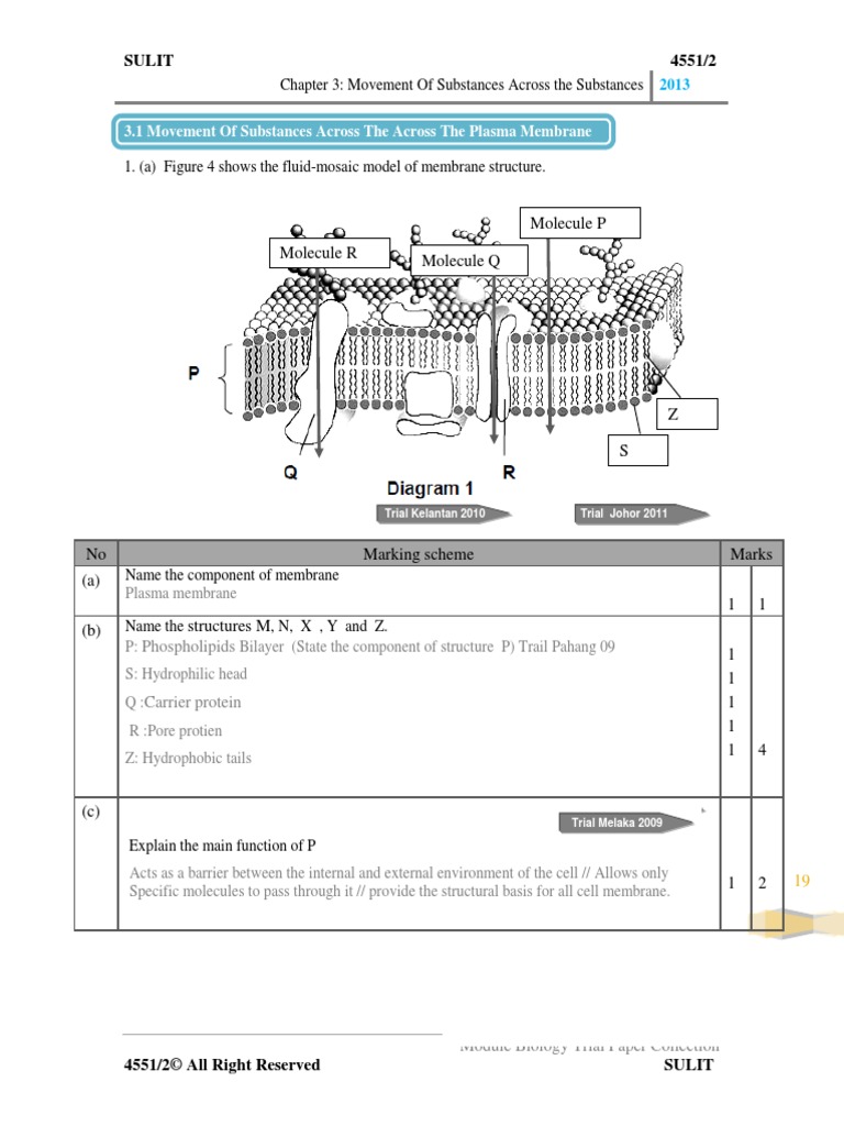 Chapter 3 | PDF | Cell Membrane | Osmosis