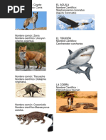 Animales en Latín y Griego | PDF