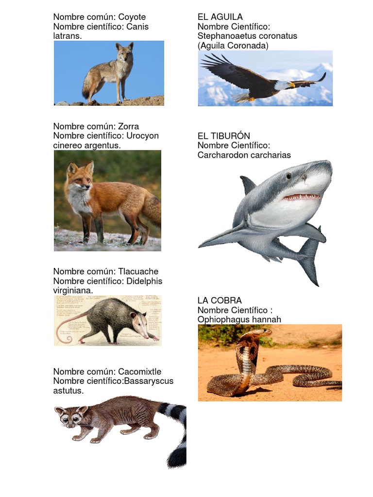 50 Animales Con Fotos y Sus Nombres Cientificos | PDF | Organismos ...