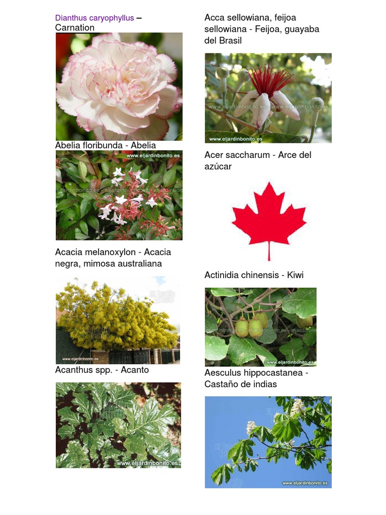 Nombres Científicos de Plantas Comunes | PDF | Etnobotánica | Plantas ...