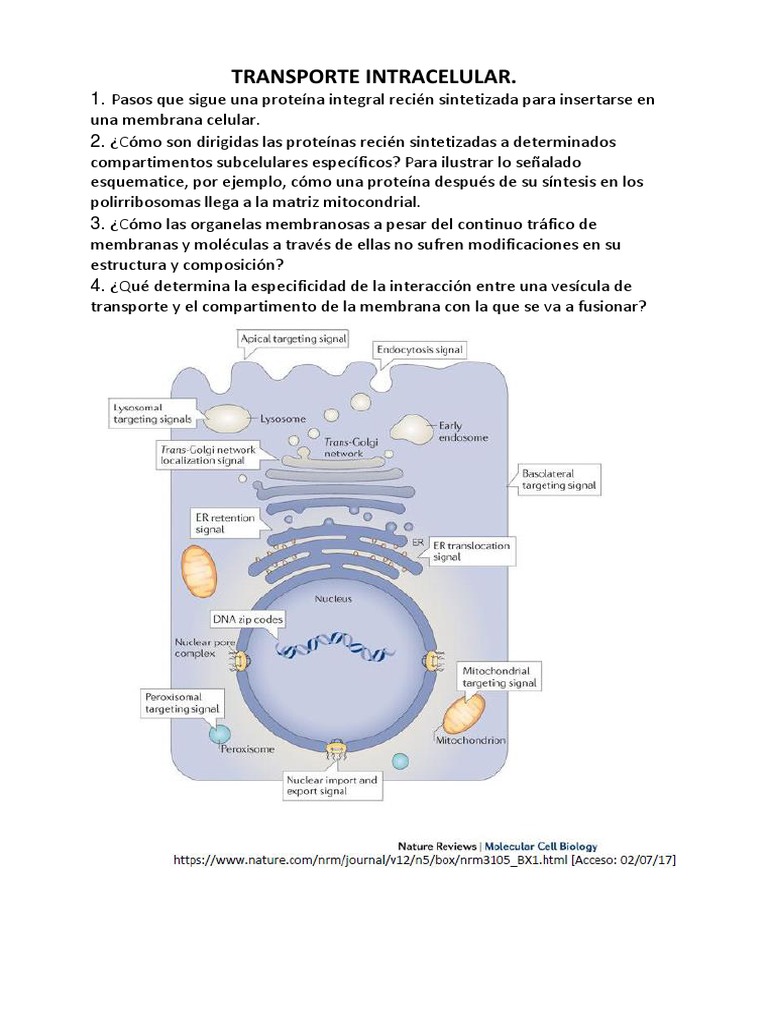 Transporte Intracelular | PDF | Ciencia y matemáticas