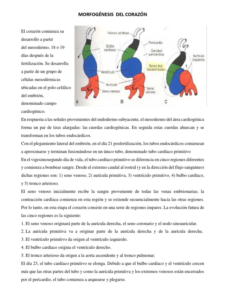Morfogénesis del Corazón Embrionario | PDF | Corazón | Zoología