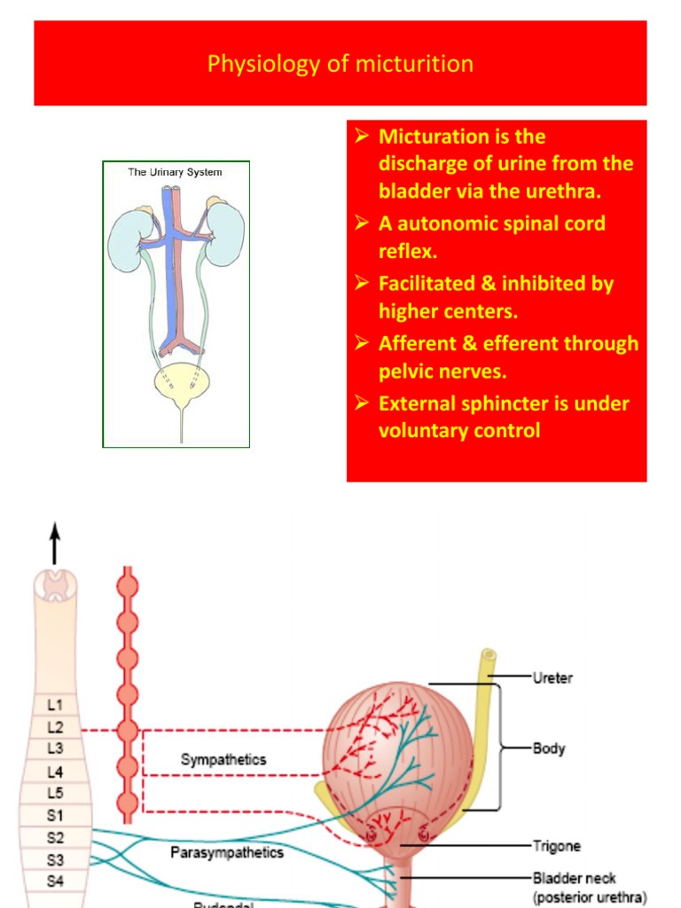 Physiology of Micturition: Micturation Is The | PDF | Urination ...
