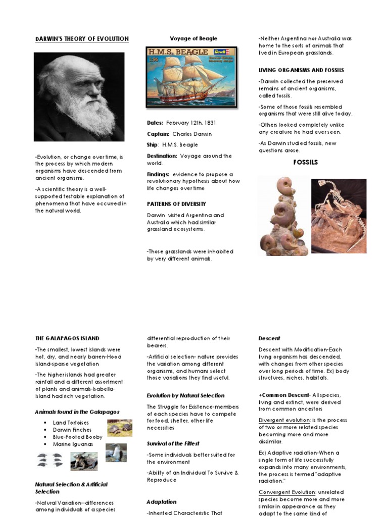 Darwin's Evolution Theory Explained | PDF | Natural Selection | Evolution