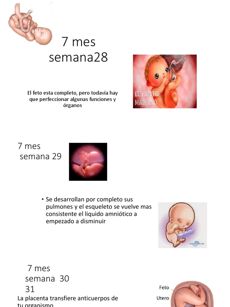 Desarrollo fetal en el séptimo y octavo mes | PDF