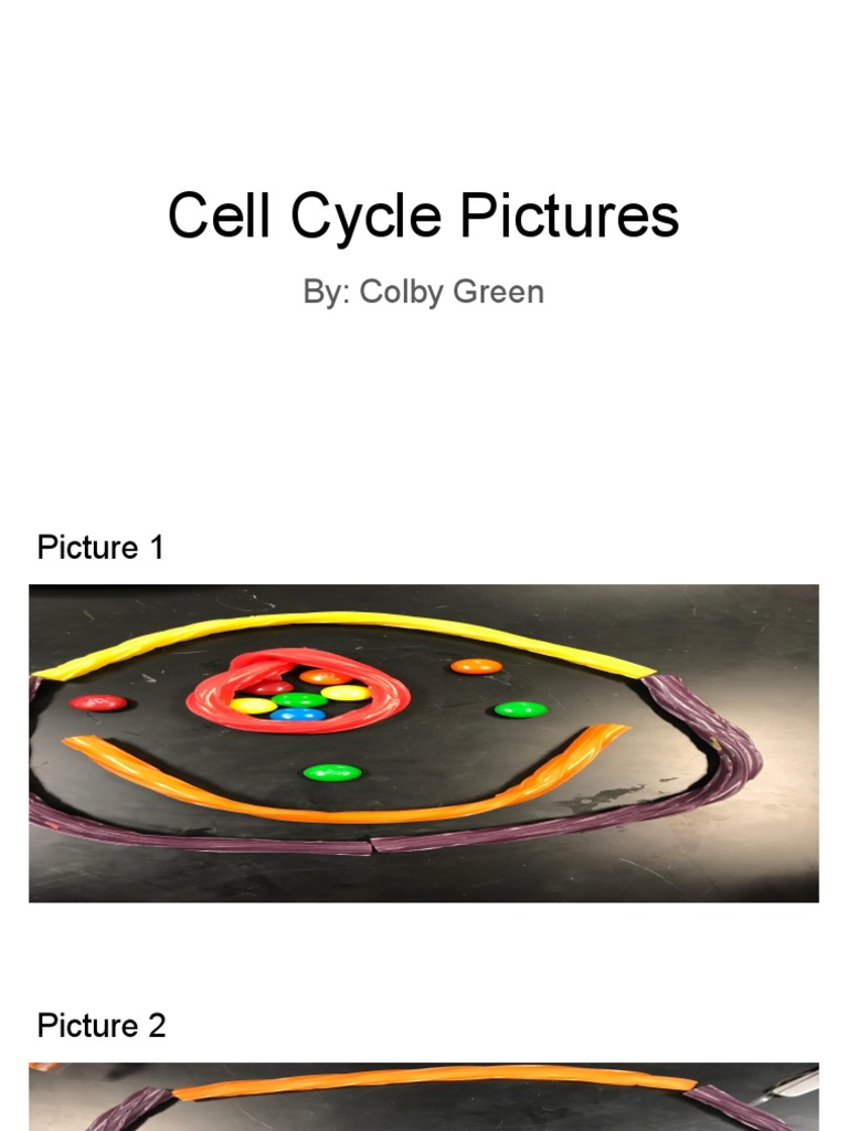 Cell Cycle Pictures - Colby Green | PDF