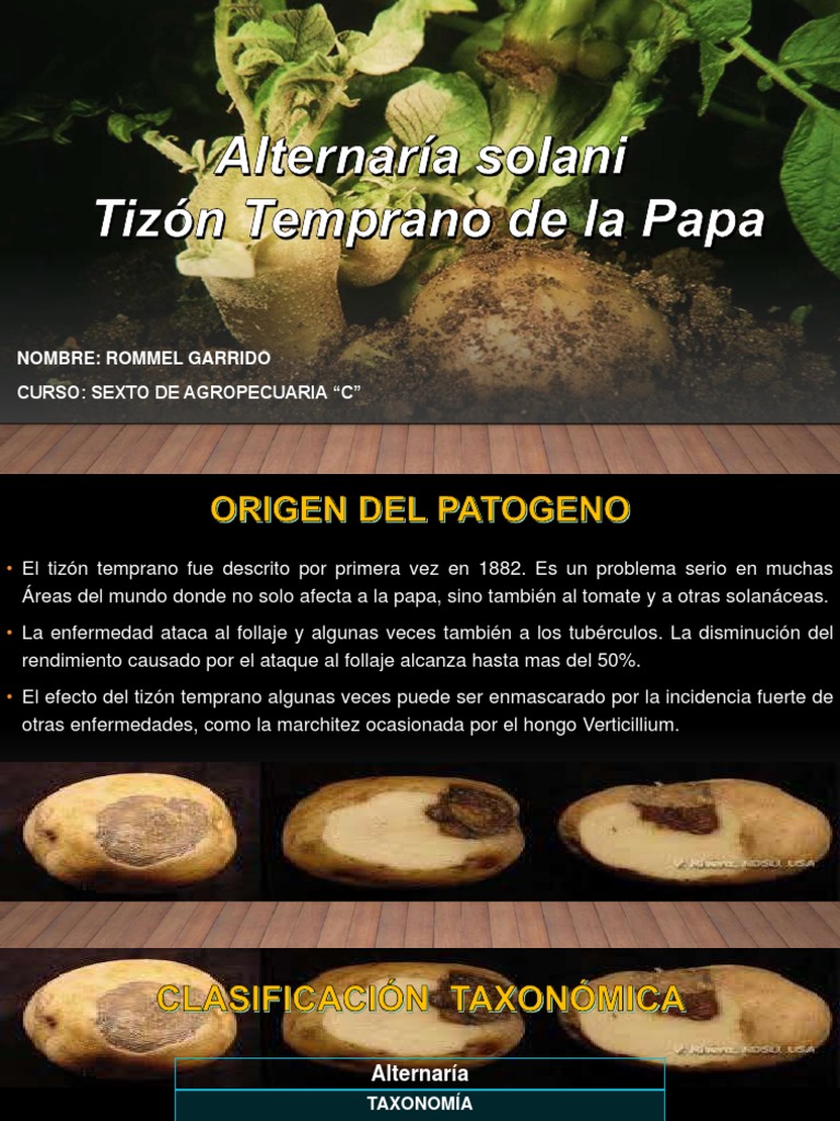 Tizon Temprano Presentacion Final Super Final | PDF | Hongo | Patata