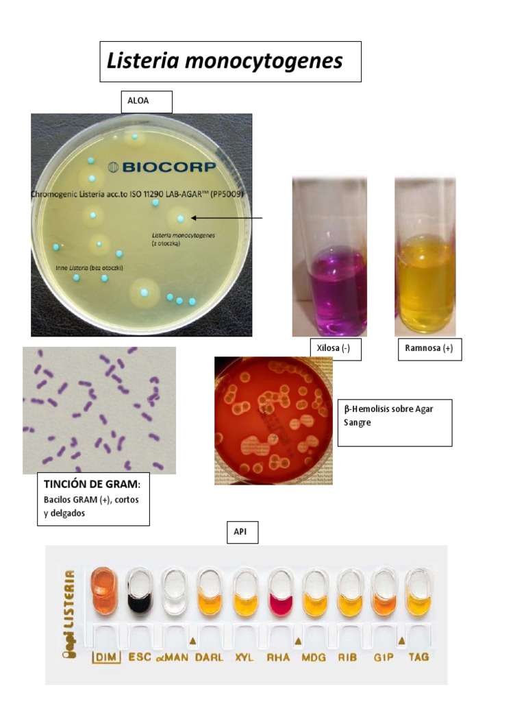 Poster Listeria | PDF