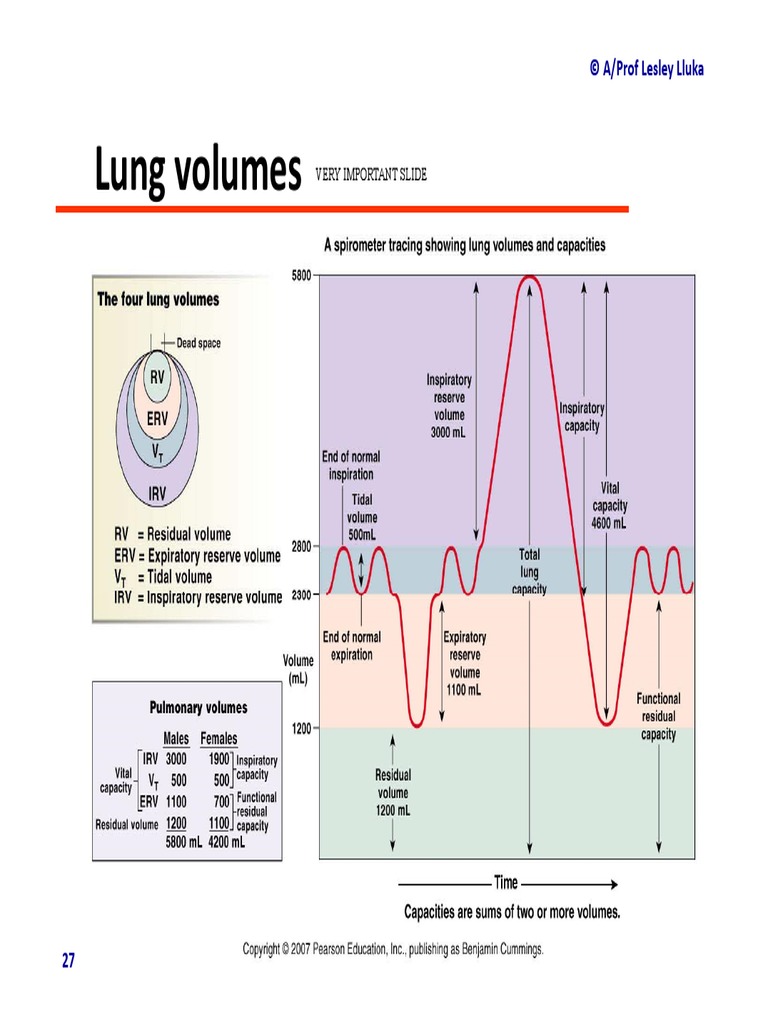 Lung Volumes: © A/Prof Lesley Lluka | PDF