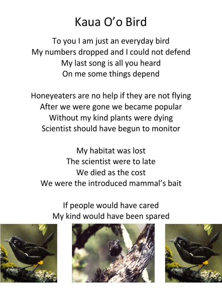 Kaua O'o Bird | PDF