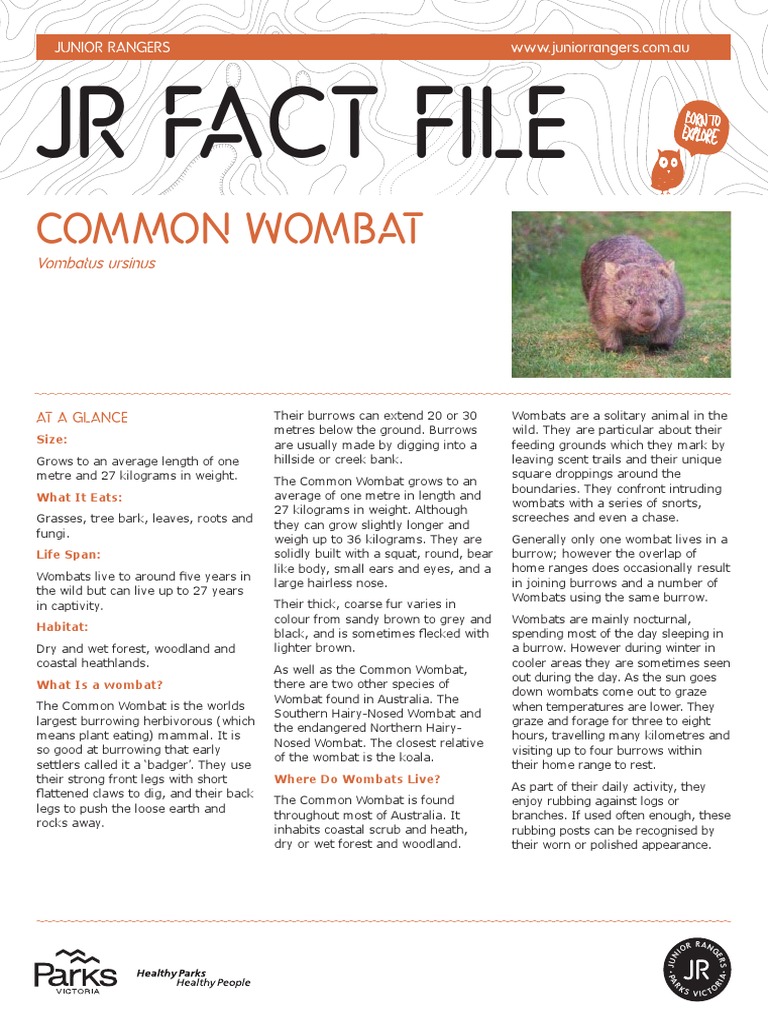 Common Wombat: JR Fact File | PDF | Foods | Nature