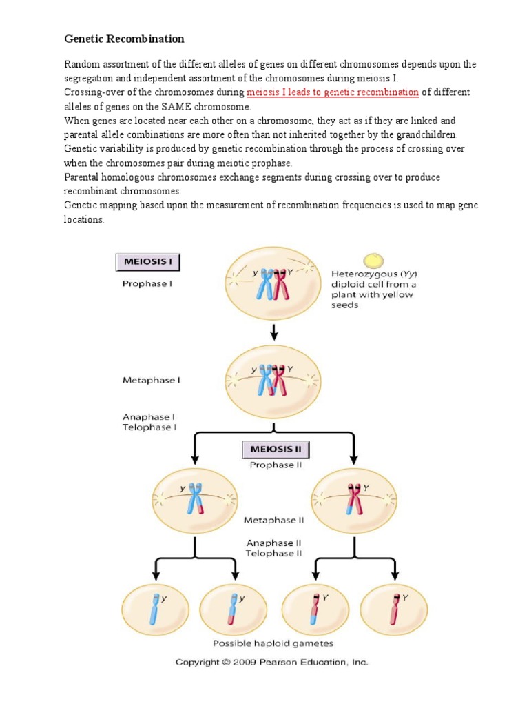 Genetic Re Combination | PDF | Dominance (Genetics) | Genotype