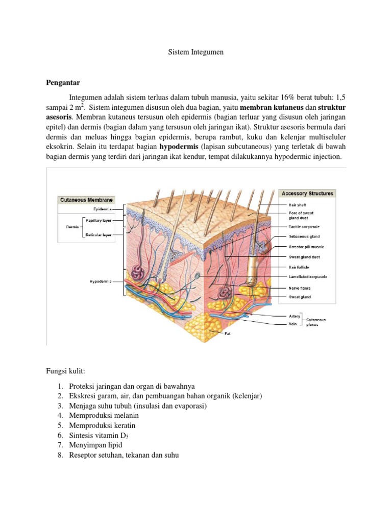 Struktur dan Fungsi Sistem Integumen | PDF