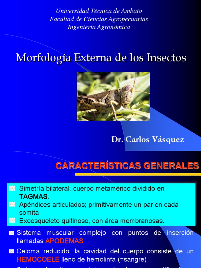 Morfología Externa de Los Insectos | PDF | Insectos | Zoología