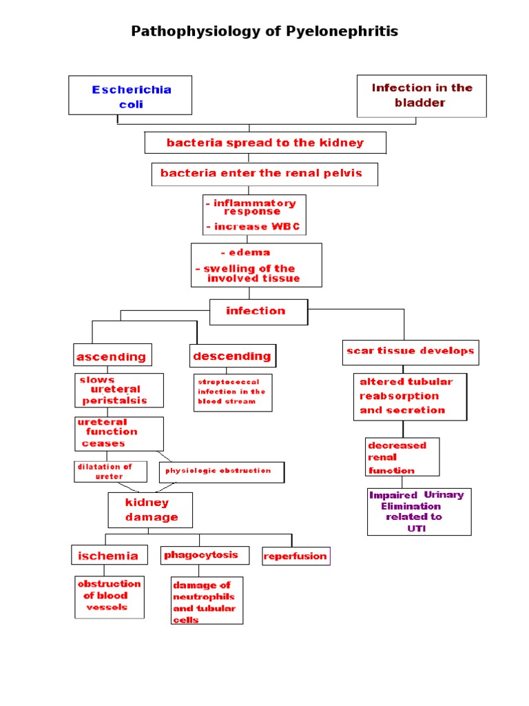 Pathophysiology of Pyelonephritis | PDF | Self-Improvement | Wellness