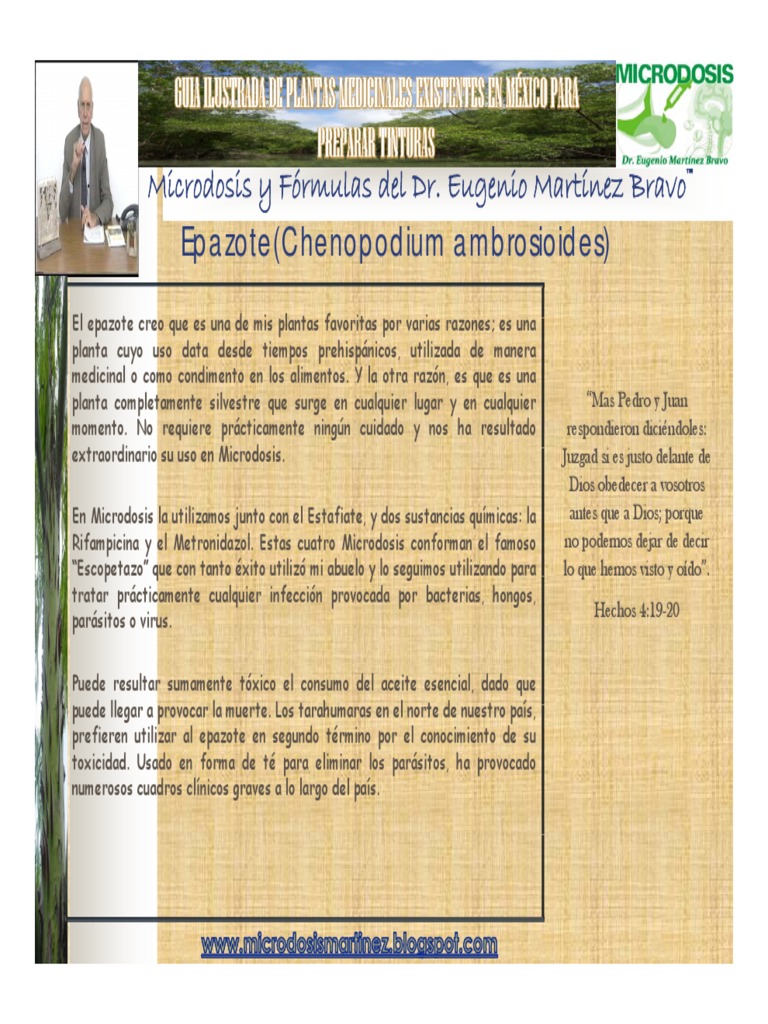 Ficha Tecnica Epazote | PDF | Plantas | Bienestar