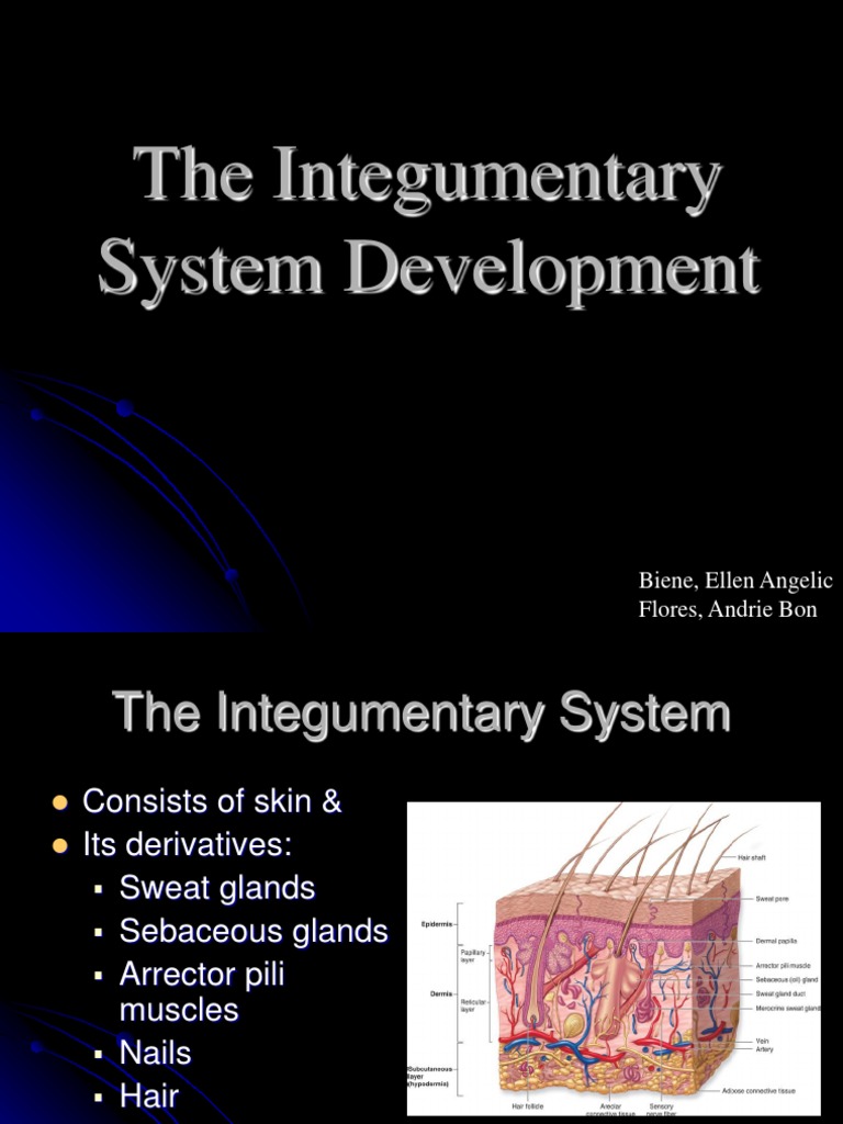 07-Development of Integumentary System | Epidermis | Skin