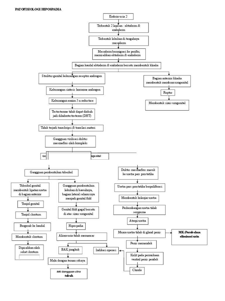 Pathway Hipospadia | PDF
