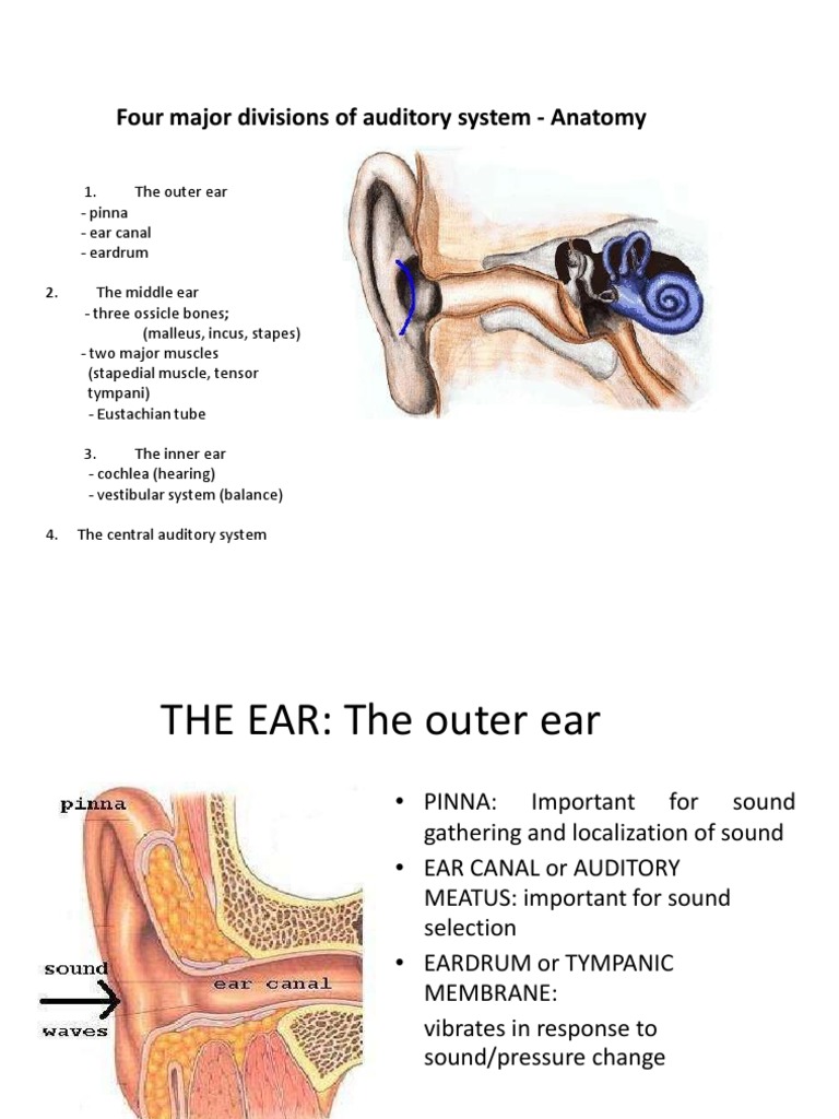 Four Major Divisions of Auditory System - Anatomy | Download Free PDF ...