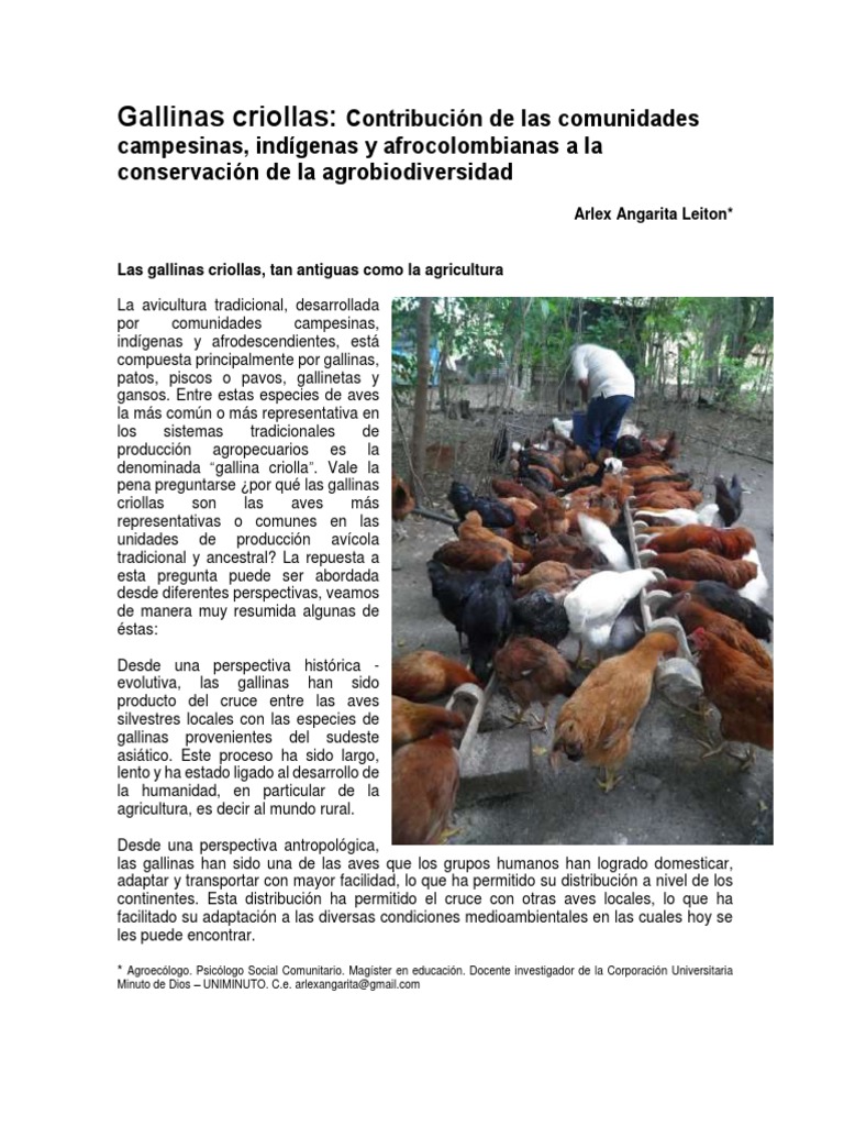 Las Gallinas Criollas Rev Semillas | PDF | Pollo | Alimentos