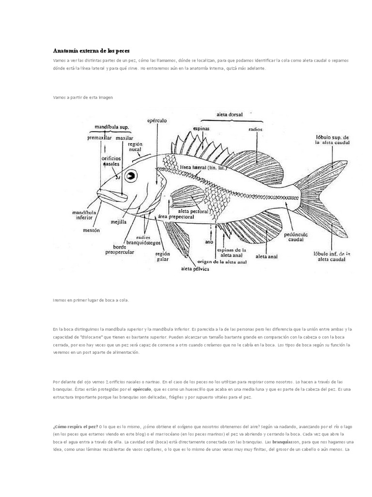 Diagrama De Anatomía Interna Del Pez Partes De Un Pez
