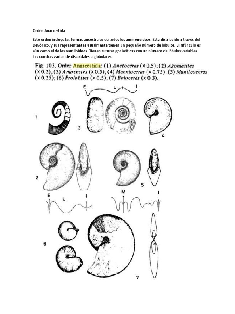 Ammonoideos: Ordenes y Clasificación | PDF | Taxa | Organismos