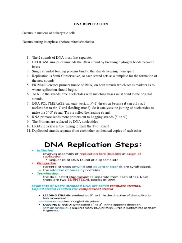 Dna Replication | PDF | Dna Replication | Messenger Rna
