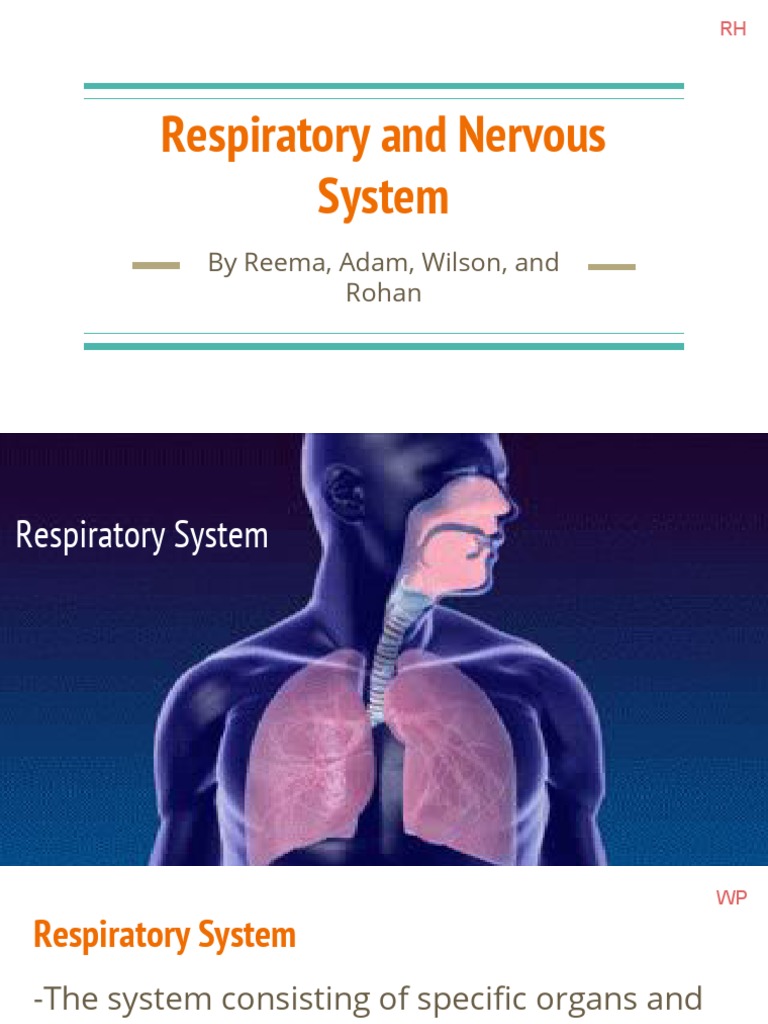 Respiratory and Nervous System Presentation | PDF | Respiratory System ...