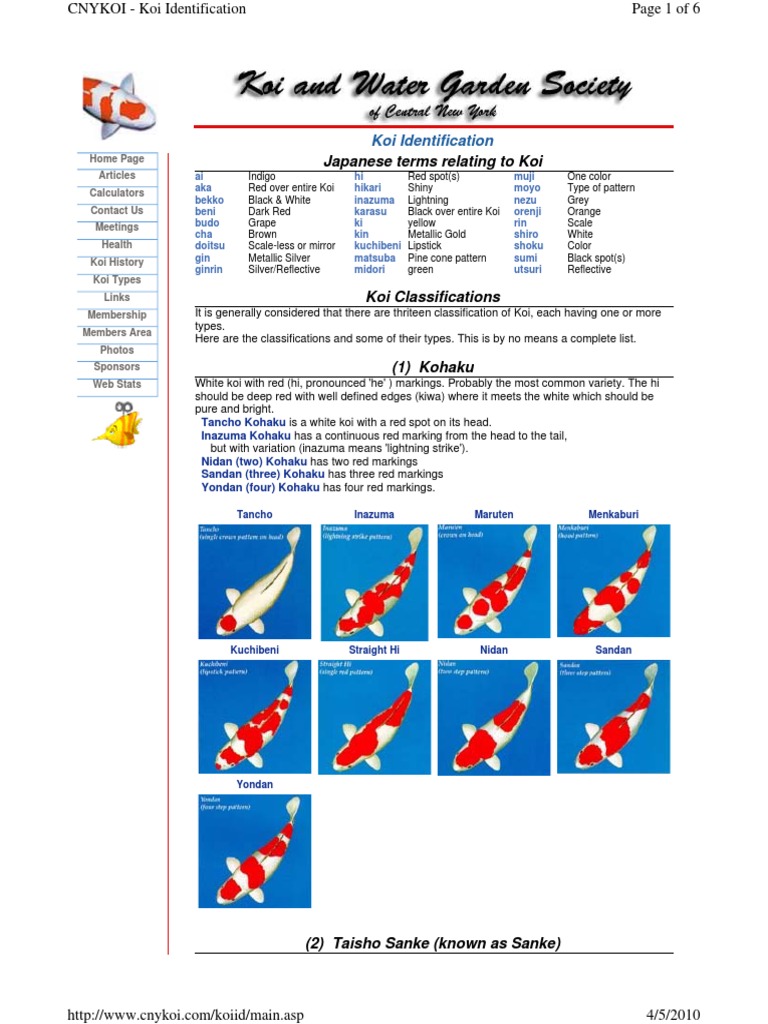 Koi Classifications | PDF | Animals Kept As Pets | Fish And Humans