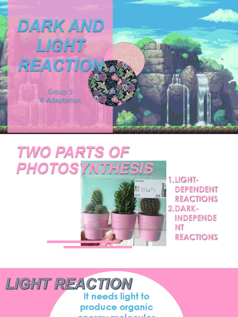 Photosynthesis: Light and Dark Reactions | PDF