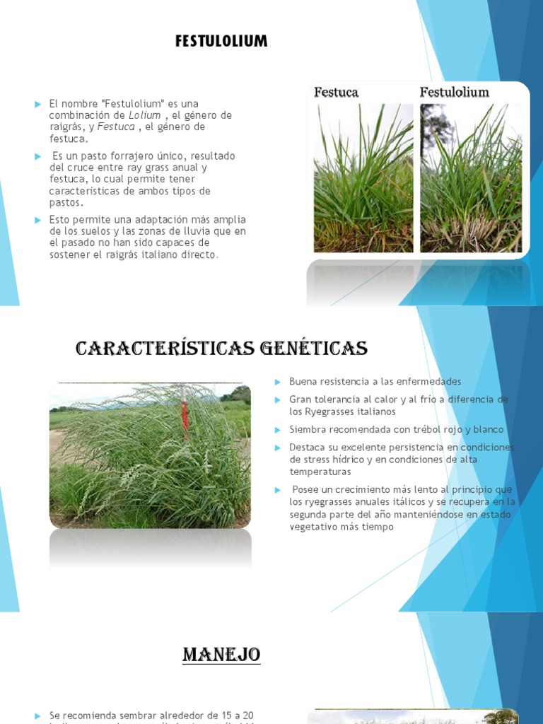 Pasto Azul | PDF | Plantas de jardín | Plantas Domesticadas