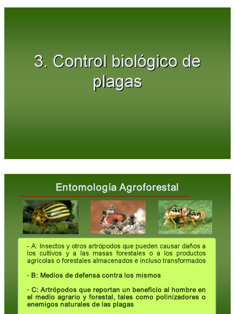 Clase Control Biológico | PDF | Insectos beneficiosos | Plaga (organismo)