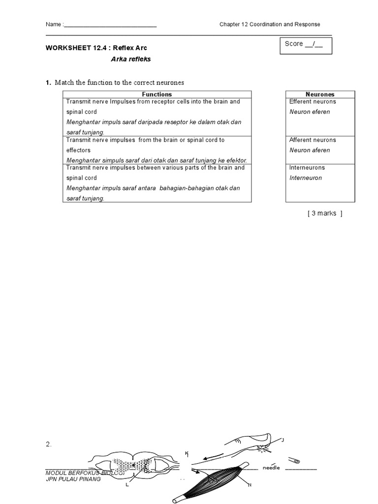 Worksheet 12.4 Reflex Arc | PDF | Nerve | Neuron