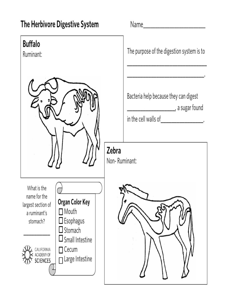 001_ruminatingpacket | Ruminant | Digestion