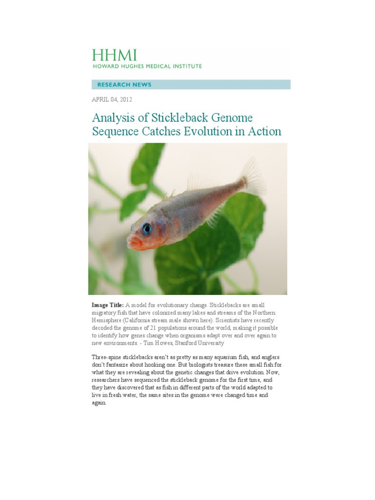 Stickleback Genome Reveals Evolutionary Adaptation | PDF | Evolution | Gene