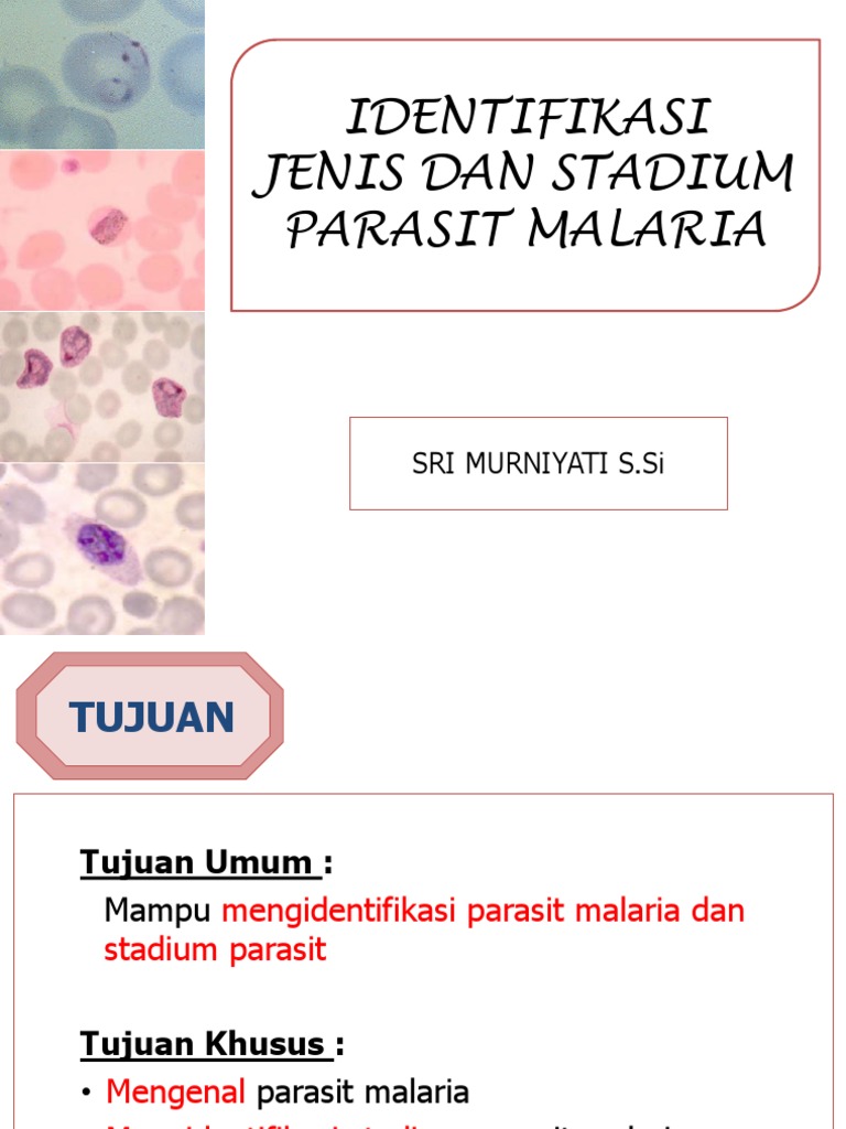 Identifikasi Parasit Malaria dan Stadiumnya | PDF | Sains & Matematika