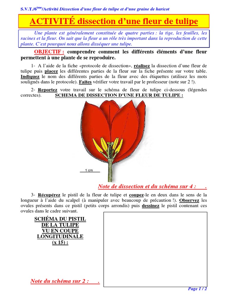 00 Fiche Dissection Fleur de Tulipe