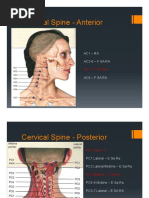 Sacral OMM Guide | PDF | Anatomical Terms Of Motion | Human Anatomy
