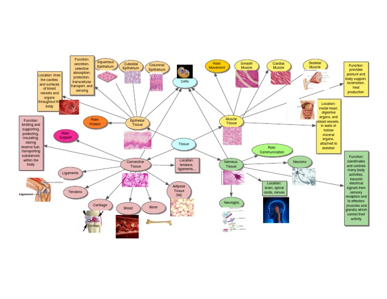 Tissue Concept Map | PDF | Epithelium | Tissue (Biology)