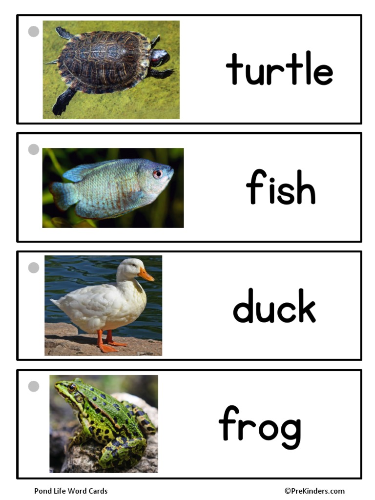 Turtle Fish Duck Frog: Pond Life Word Cards | PDF