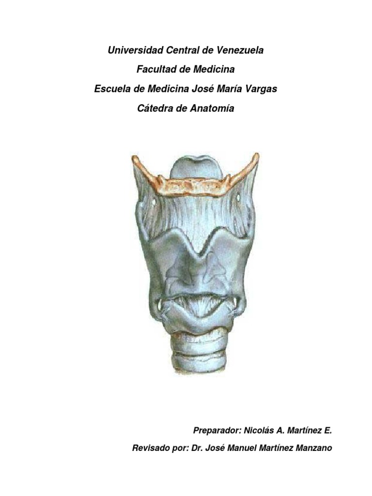 Guía Anatomía de Laringe | Laringe | Articulación
