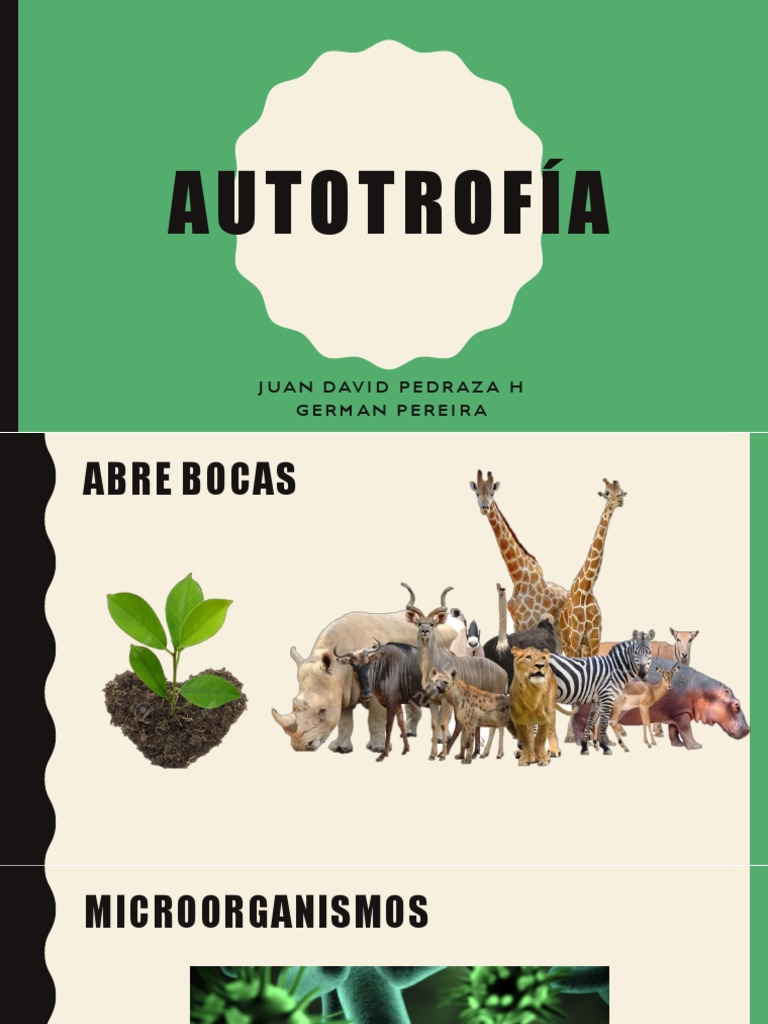 Autotrofía | PDF | Metabolismo | Fotosíntesis