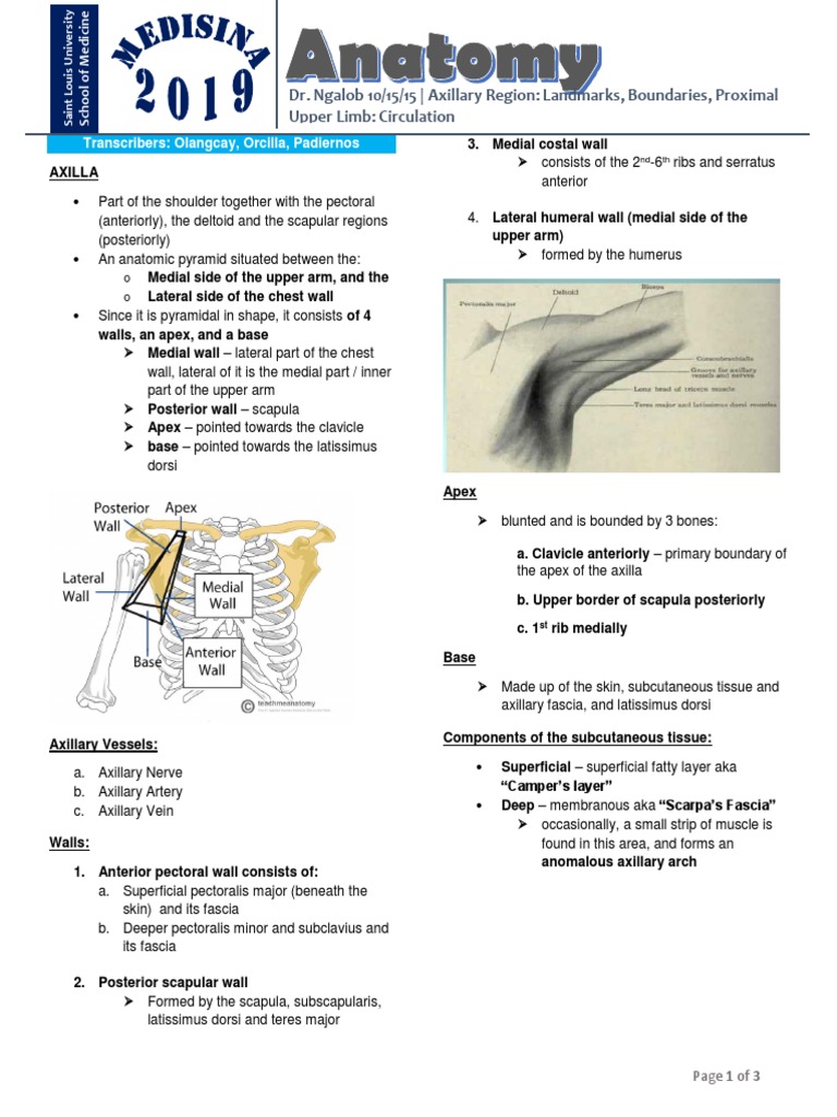 Dr. Ngalob 10/15/15 | Axillary Region: Landmarks, Boundaries, Proximal ...