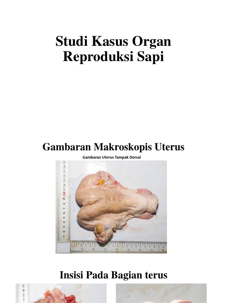 Studi Kasus Organ Reproduksi Sapi 6 | PDF