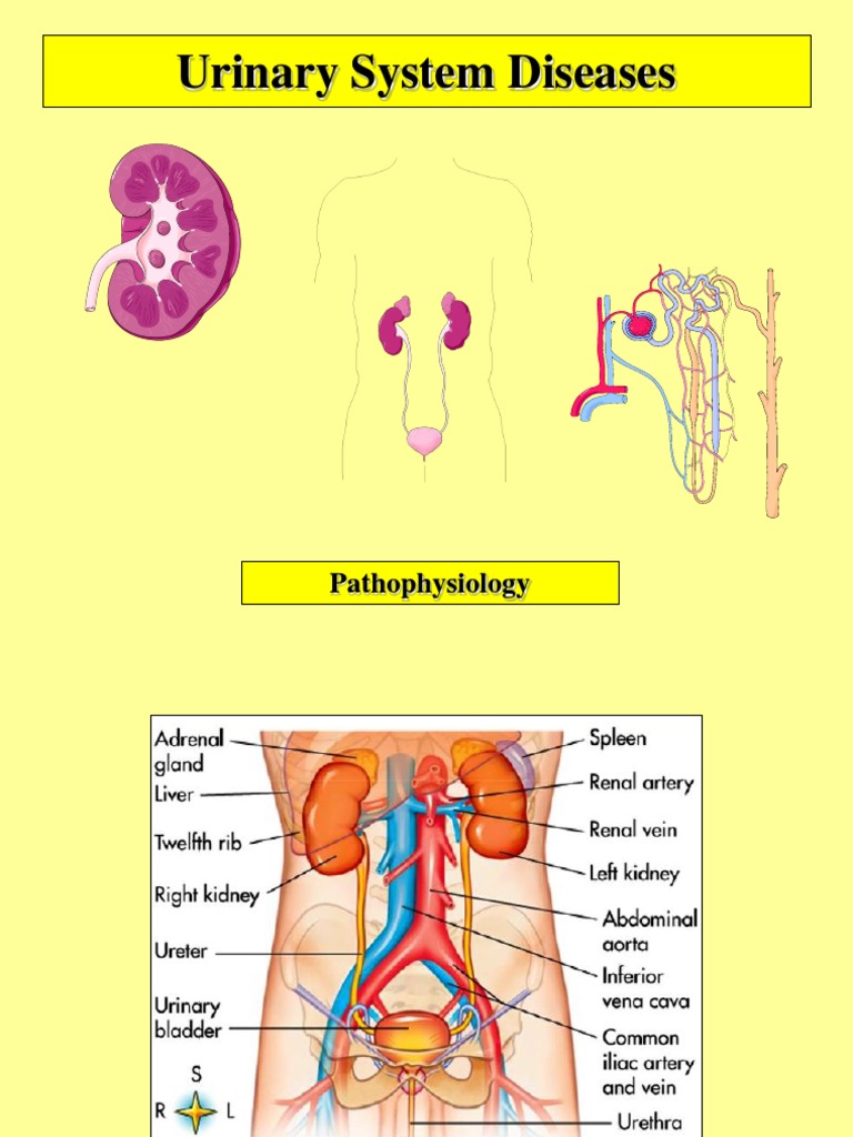 Urinary System Diseases: Pathophysiology | PDF | Kidney | Urinary System