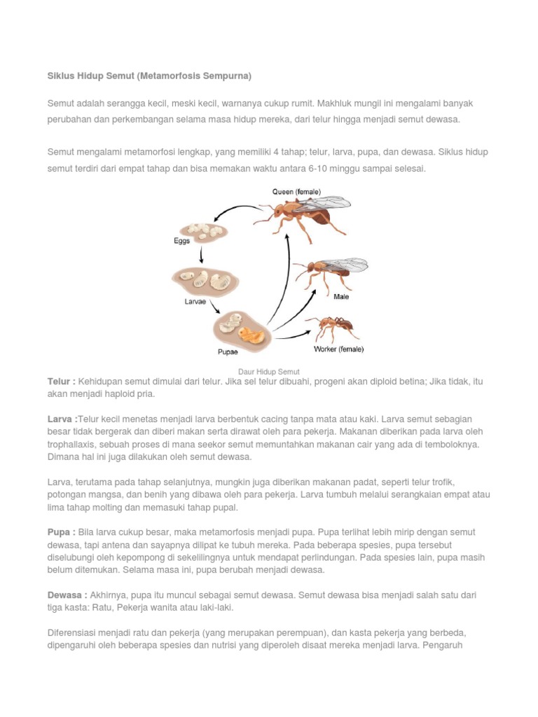 Siklus Hidup Semut | PDF
